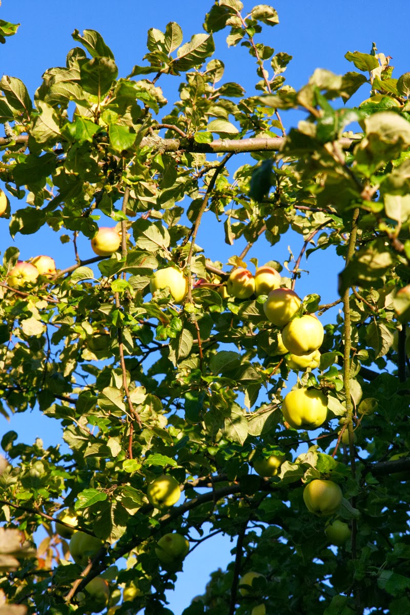 Millas Trädgård: Signe Tillisch - en ömtålig läckerbit...