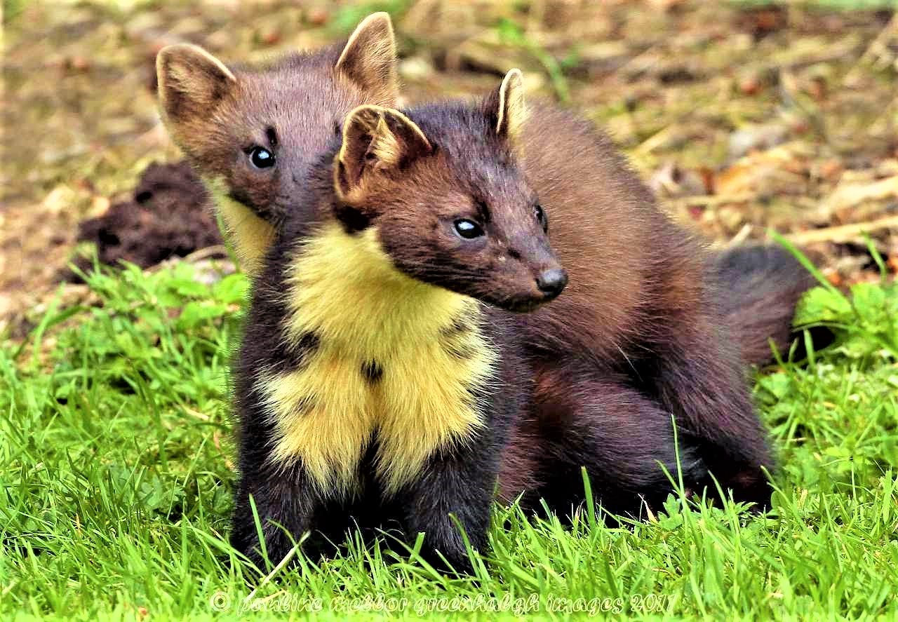 Animal marta wallpapers