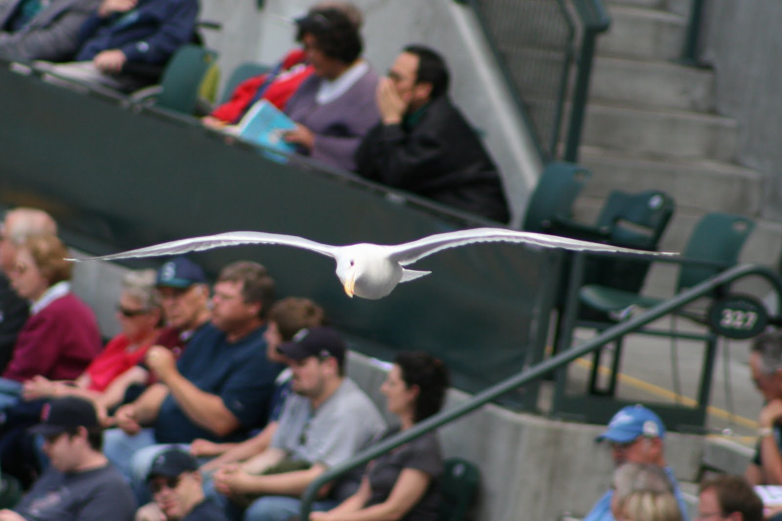 Birdland West: Fledglings in Seattle, Gulls in New Jersey