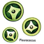 pleurococcus