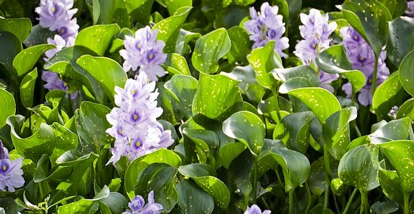 Klasifikasi Eceng Gondok dan Manfaatnya | Dunia Remaja™