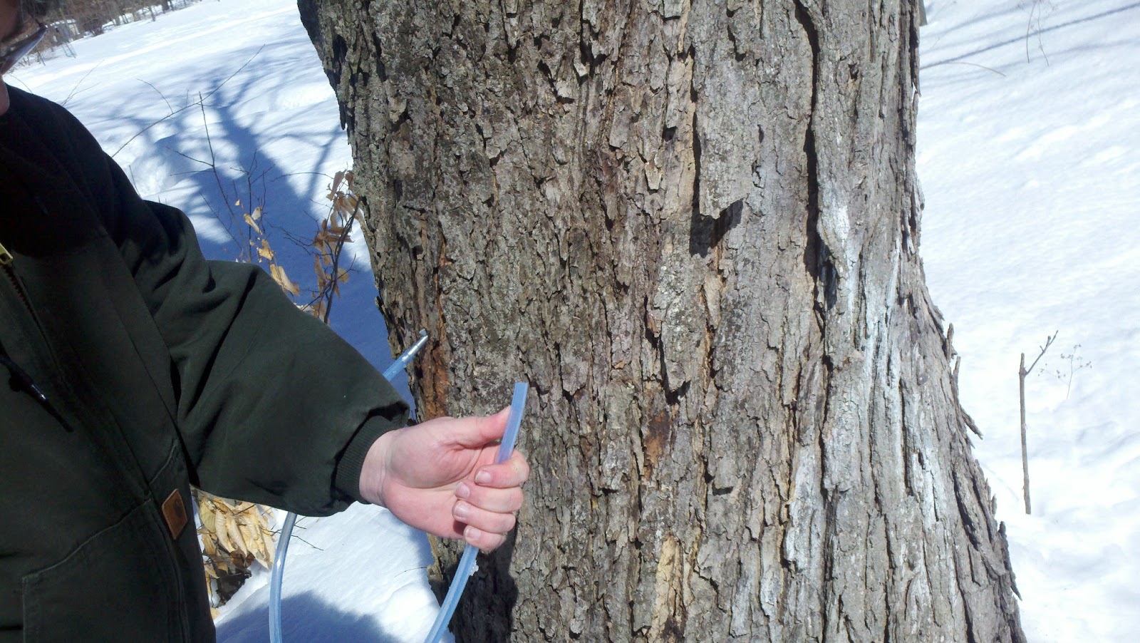 The Freehold: Tapping trees