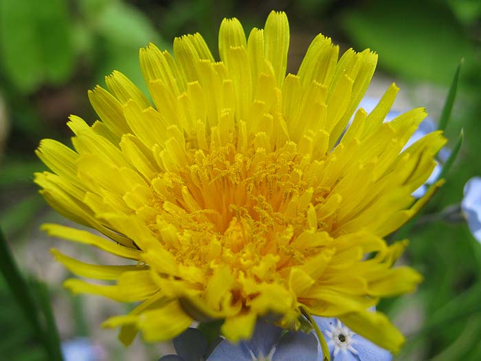 Mats gröna fingrar: Maskros till nytta