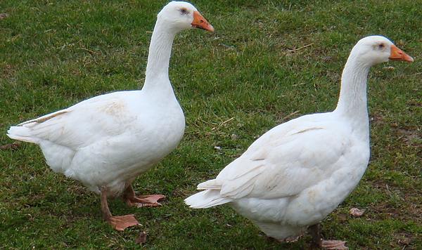 Criar gansos en la granja - Animales