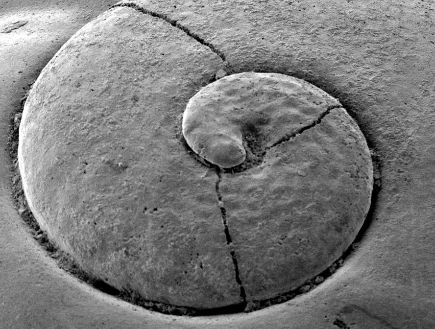 OpenUp! blog: Content Highlights - Small Shelly Fauna