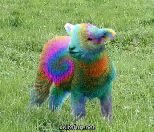 The Best Top Desktop HD Wallpapers: Colorful Sheep