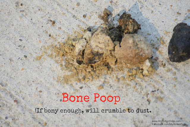 My Rotten Dogs: Raw-Fed Dog Poop. What's "Normal?"