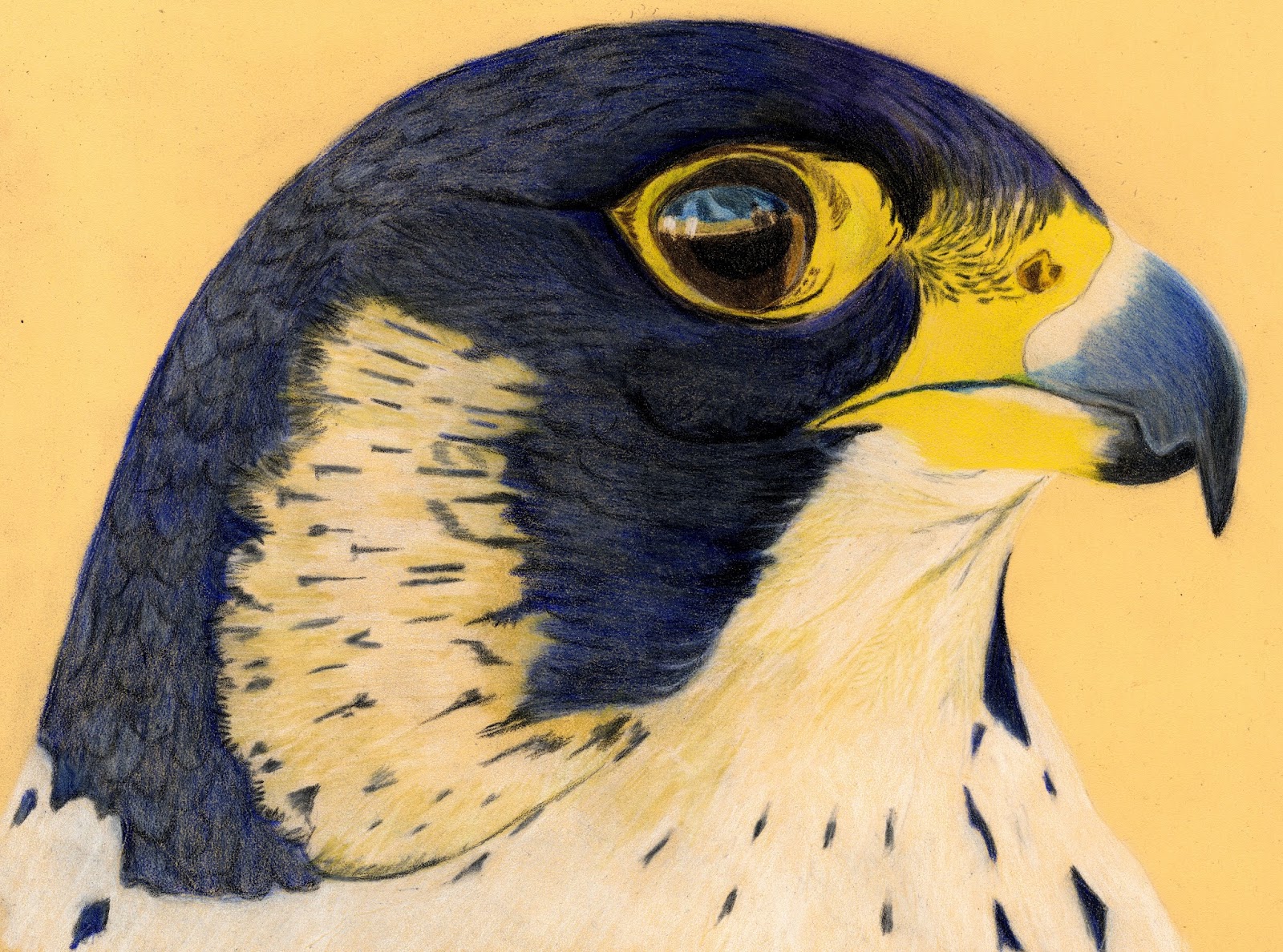 The Art of Phil Davis: Falcon in coloured pencil.