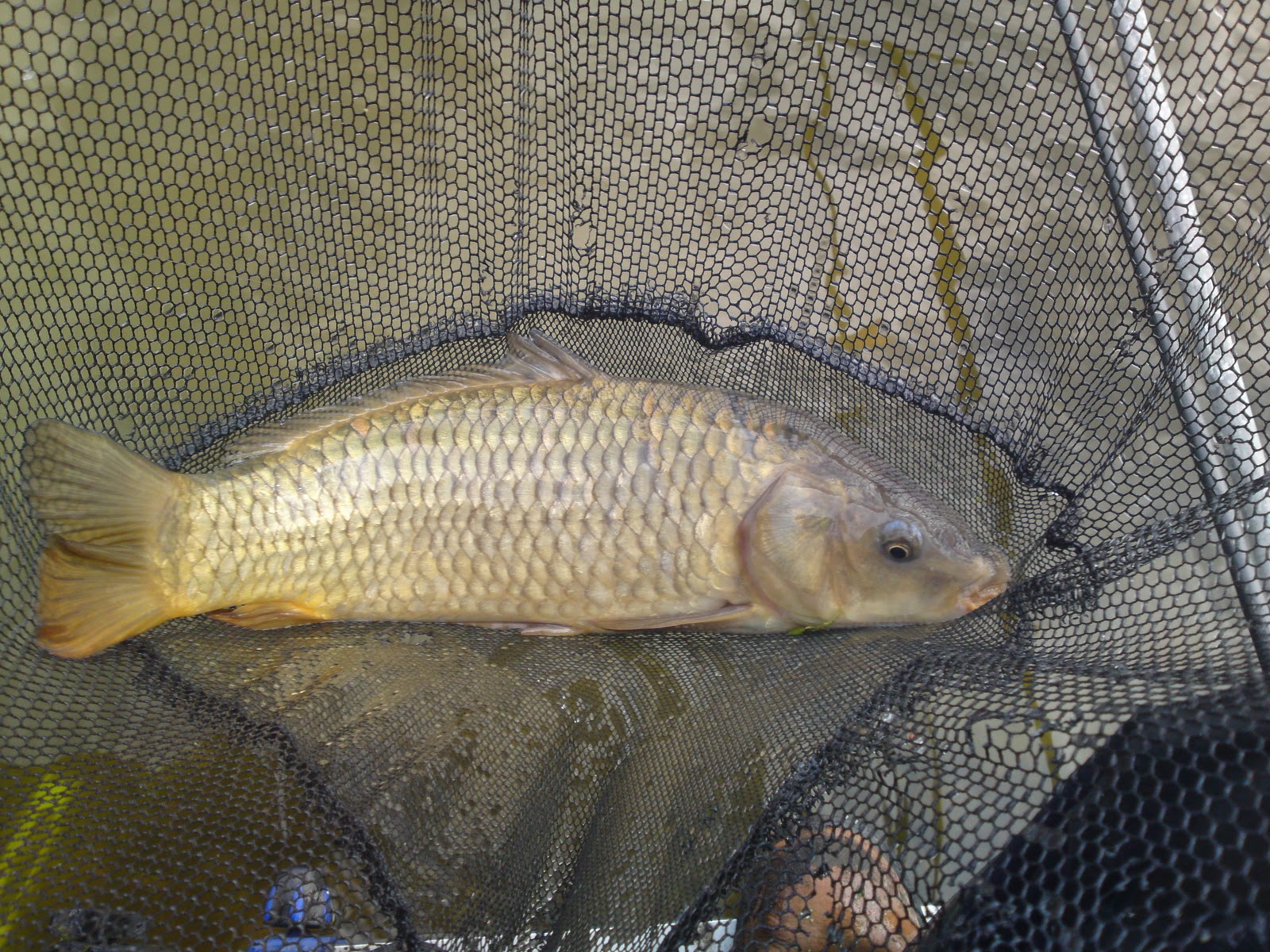 Fish4Thought: Method on the Pole - Grange Park (Golf Course)