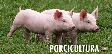 La Porcinocultura : La Porcinocultura En Panama