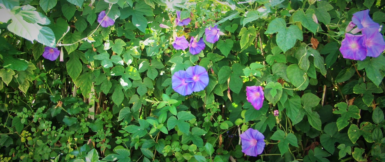 LA VENTANA DE JAVIRULI: TREPADORAS (1): IPOMEA, DON DIEGO DE DIA, YEDRA ...