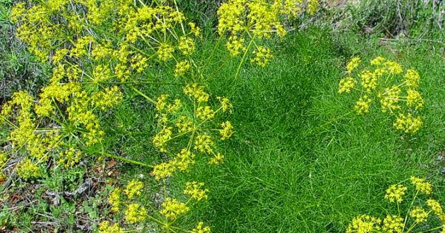 Manfaat, Kandungan dan Ciri-ciri Adas