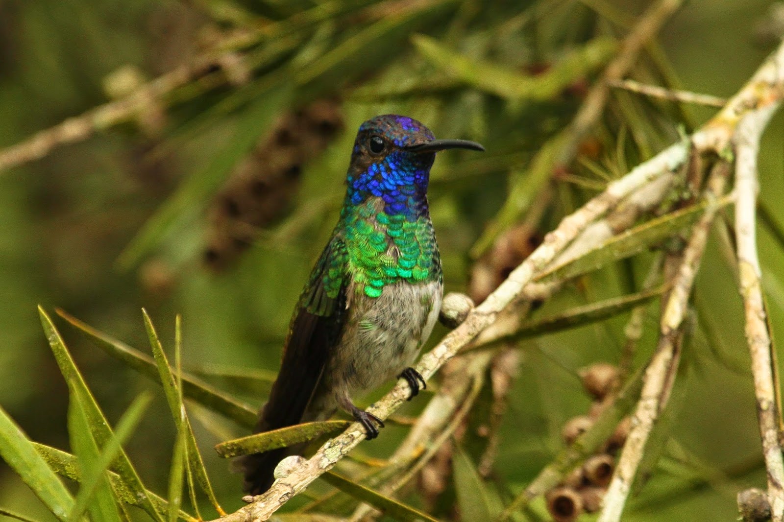 Nuestro bello mundo...: Hummingbirds, Colibris, Fotos tomadas en Los ...