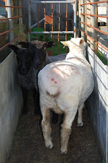 Living a Life at the Beach: The sheep shagger............