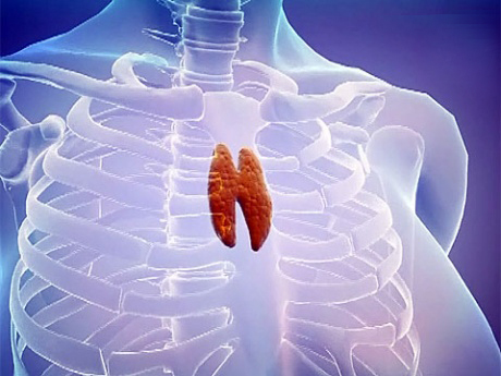 Principiile nutritiei vii: Cateva elemente despre sistemul limfatic