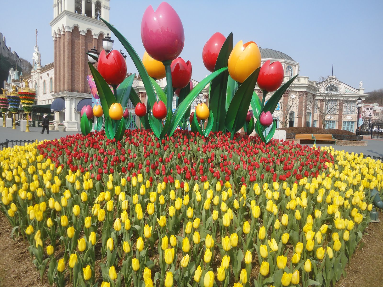 apple muslim holiday: KOREA JEJU - PESTA TULIP AWAL MUSIM BUNGA