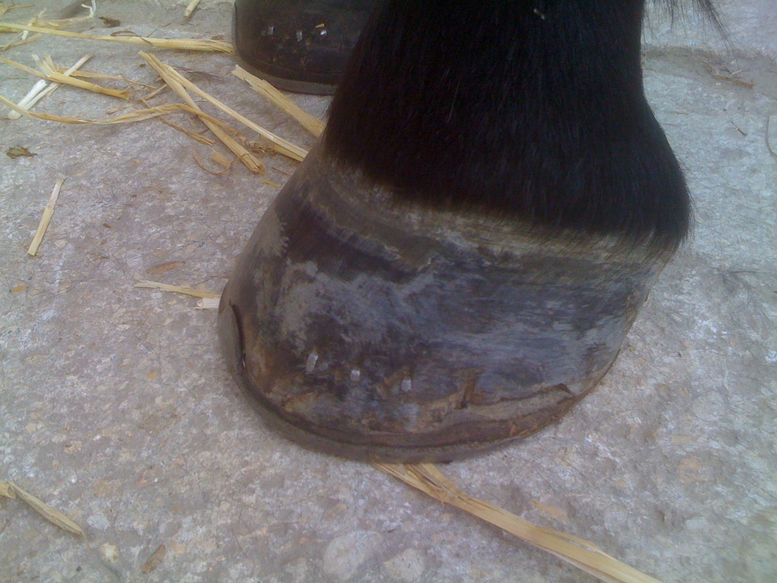 Mon carnet de bord équestre...: avril 2011