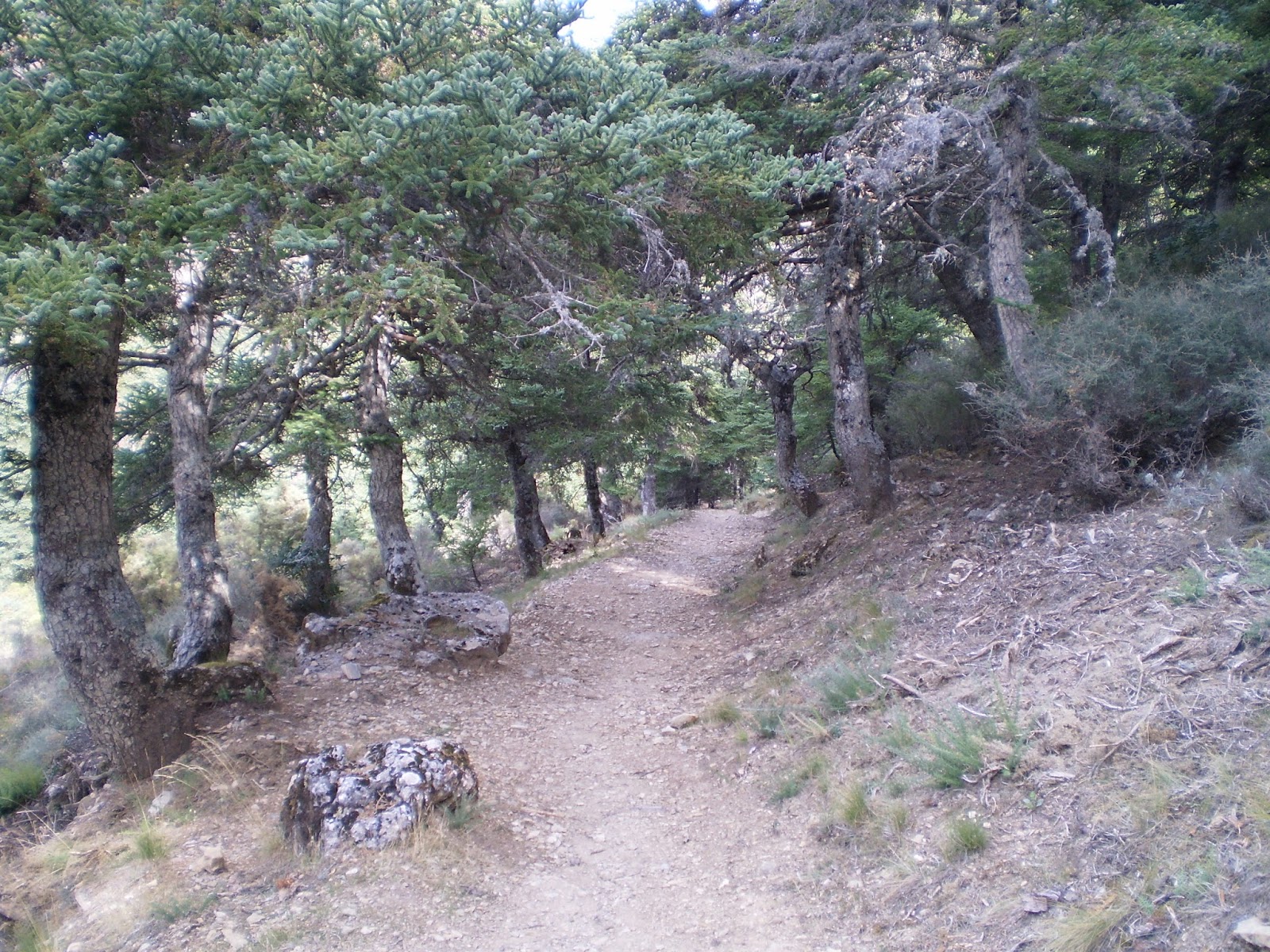 Cuaderno de una senderista: Ruta Mirador del Saucillo-Pto. Bellina-Peña ...