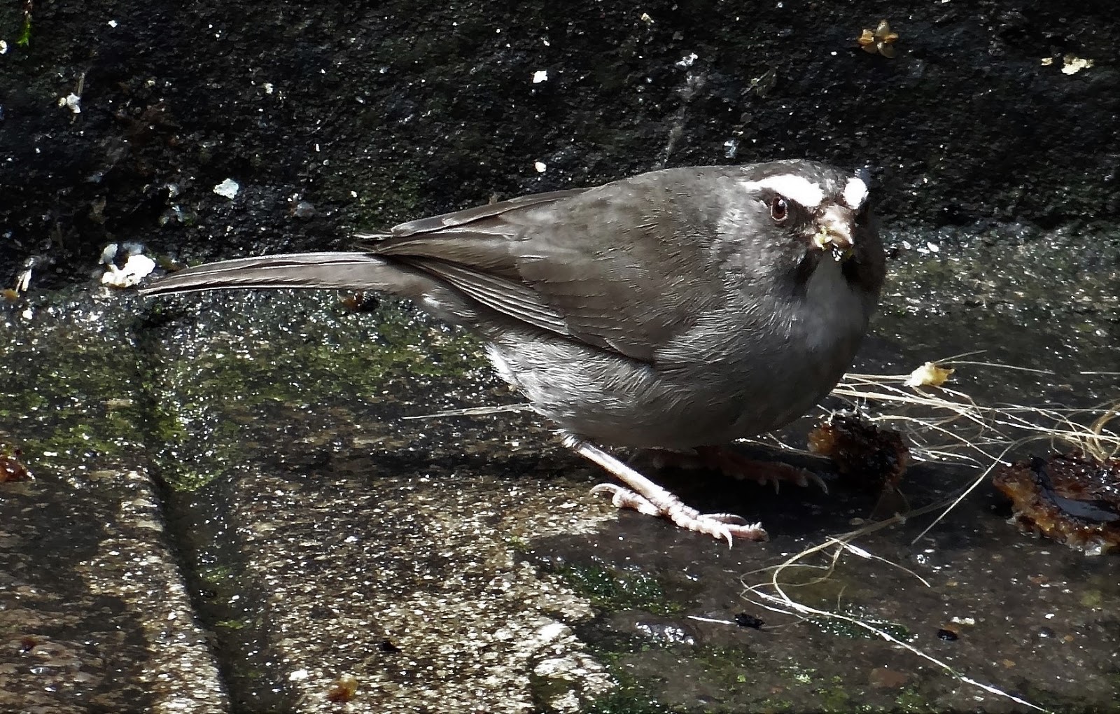 sunshinecoastbirds: ETHIOPIA PART 1 – Addis Ababa to Melka Ghebdu