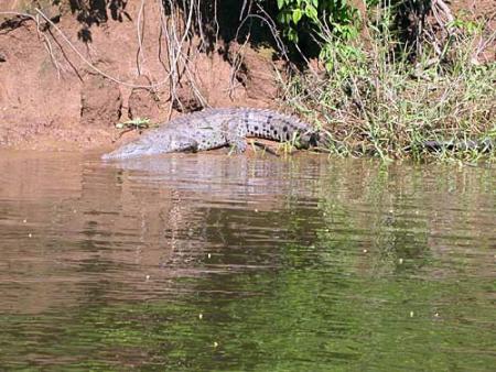 ECOSISTEMAS DE COSTA RICA: BOSQUE SECO BASAL TRANSICIONAL A PREMONTANO