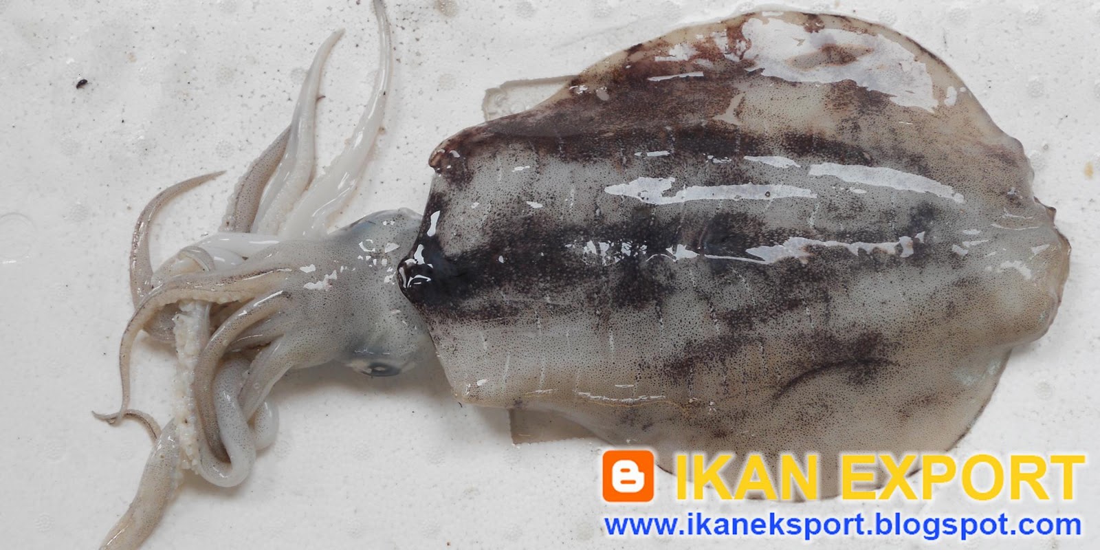 39+ Gambar Ikan Cumi Cumi, Tergokil!