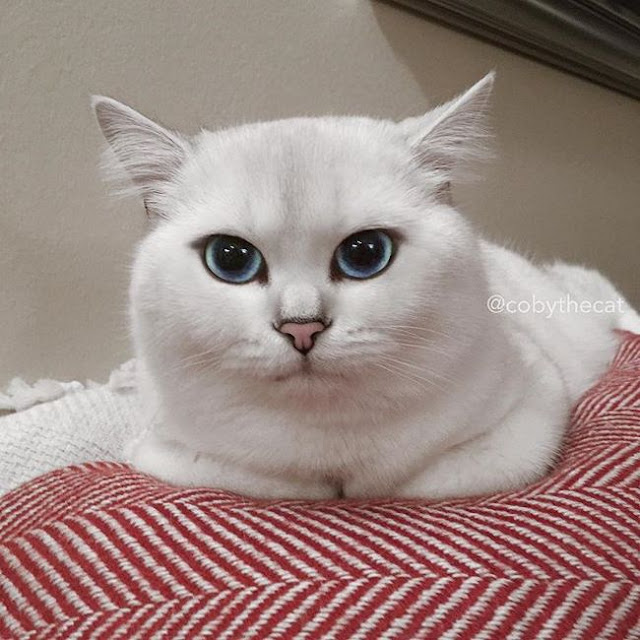 Conheça Coby, o gatinho que tem causado inveja na internet por seu ...