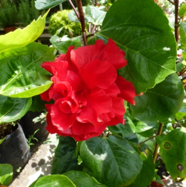 Greenfingers: Bunga Cantik Lagi