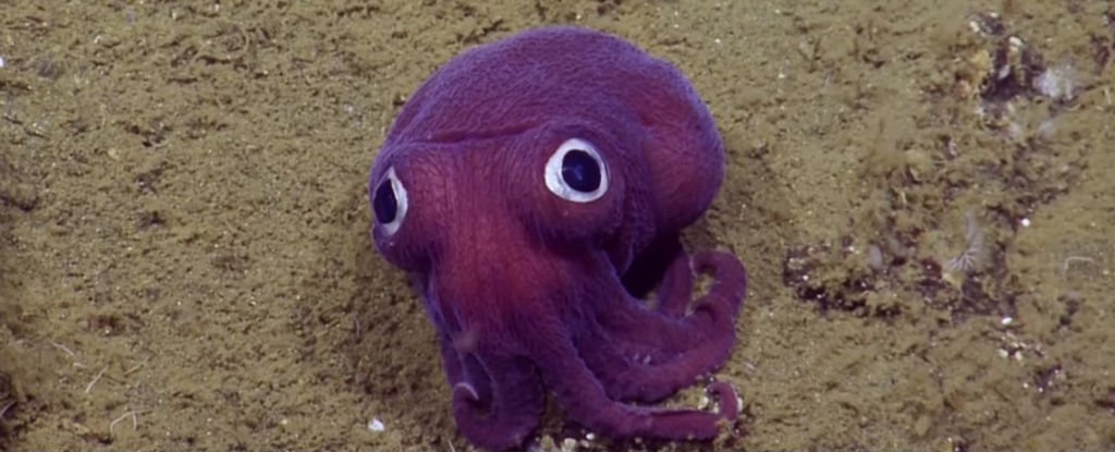 Mythopoeic Rambling: Frightful Fridays! Stubby Squid