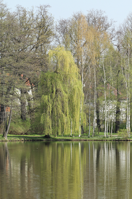 Naturwunder ...: Frühjahrsblüher - Trauerweide