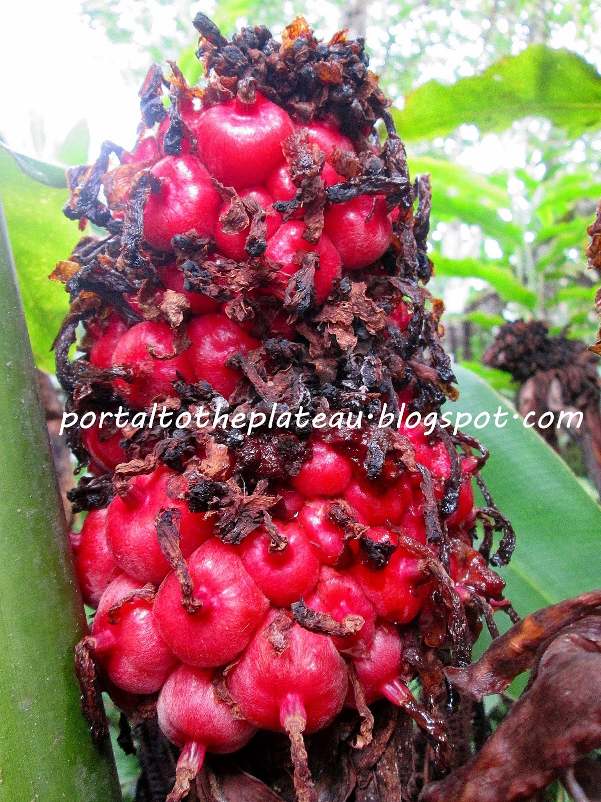 Portal to the Plateau: Photos of the Plateau