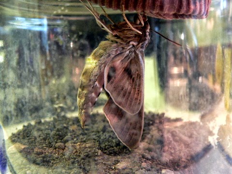 A Photo's Worth: White-lined sphinx moth hatch!