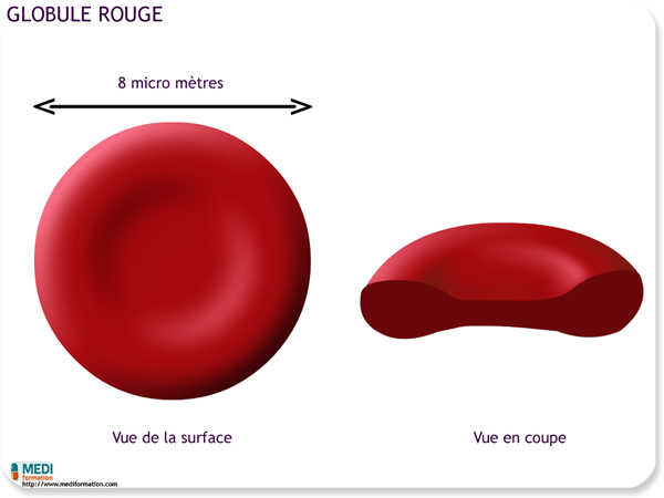 Globule rouge -Dr.Otmani ~ COURS de la pharmacie