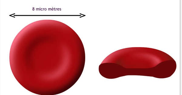 Globule rouge -Dr.Otmani ~ COURS de la pharmacie