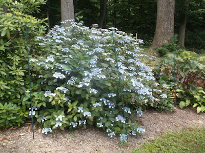 Future Plants by Randy Stewart: Hydrangea
