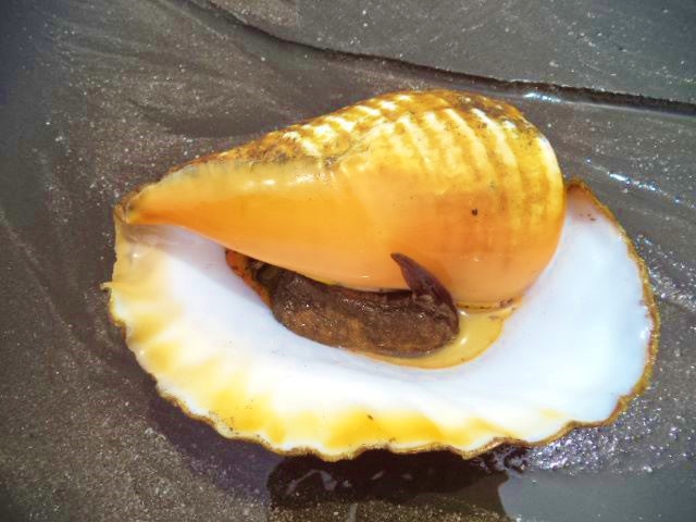 Experience World Travel: Latin America!: Cambutal