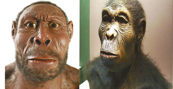 La cara humana evolucionó en función del tamaño del cerebro | Noticias ...