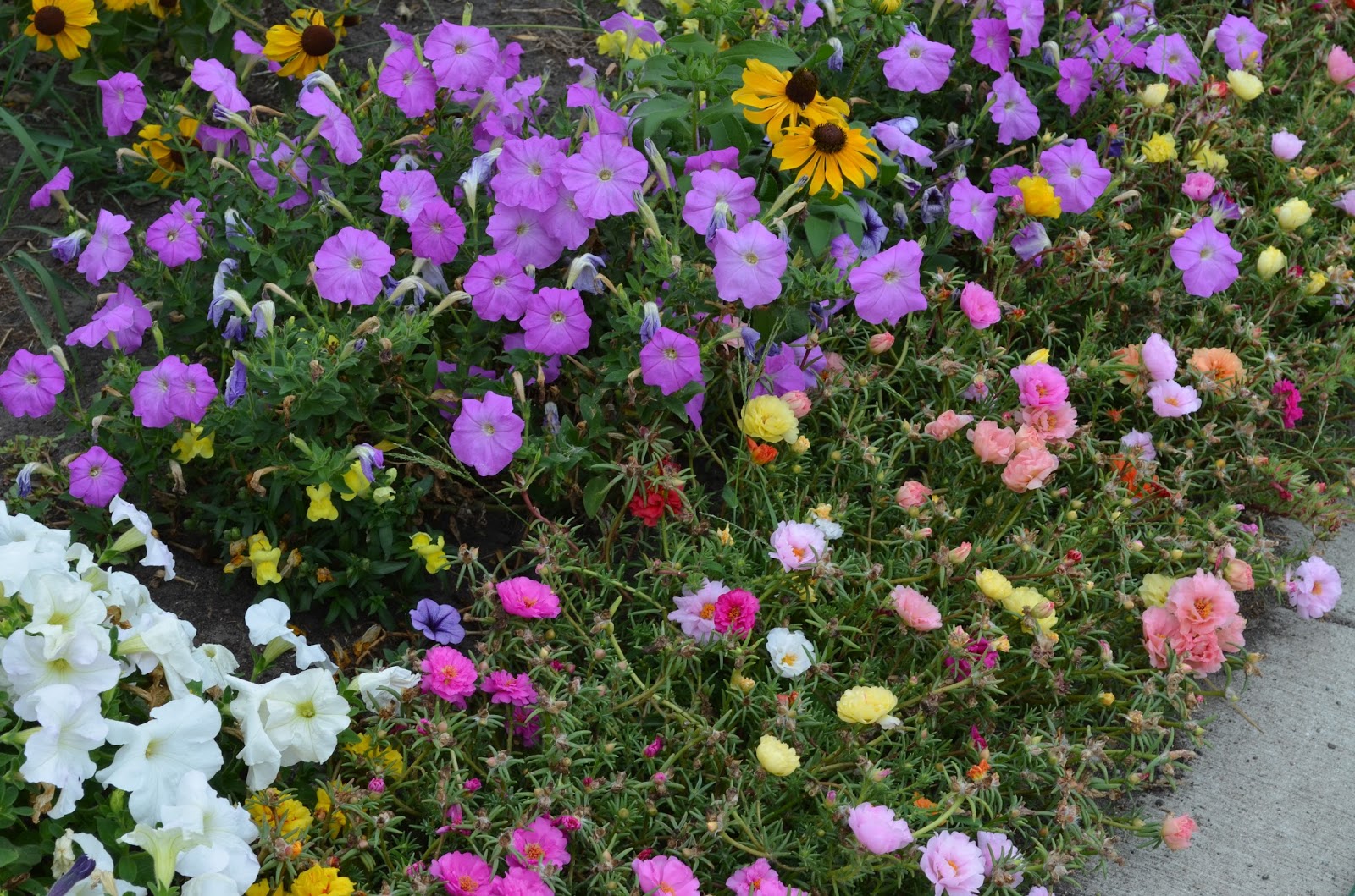 Back40 -bringing back the old ways: Moss Roses - Portulaca grandiflora
