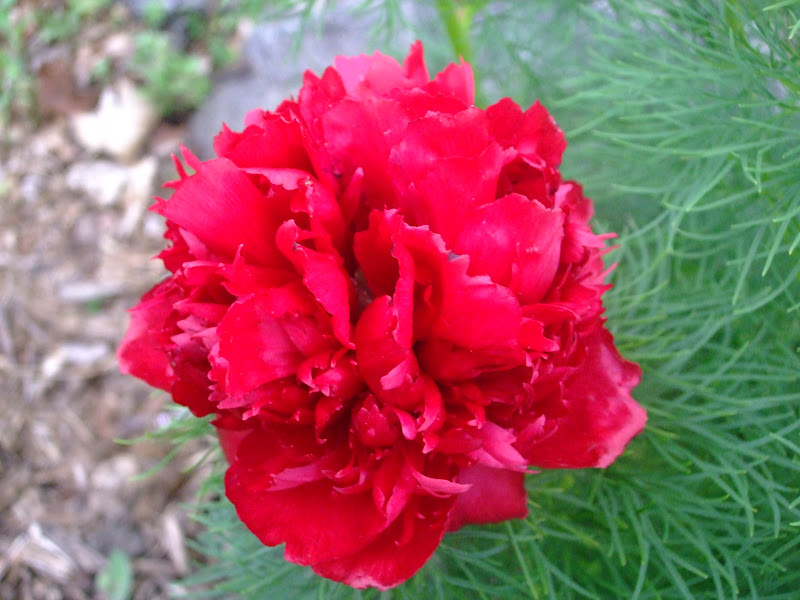 Yes, I Talk to Plants: GBBD - May 2012