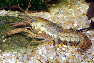 ProcambarusCatemacoensis ~ Crayfish | Crawfis | Huna | Lobster Galery