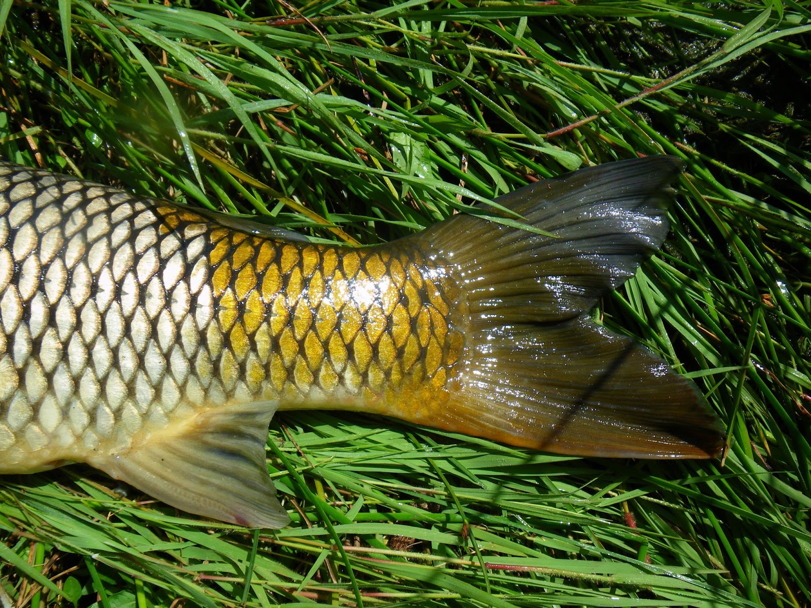 Got Backing? (Formerly Known as Mr. P.'s Blog): Carp Parts--Scales