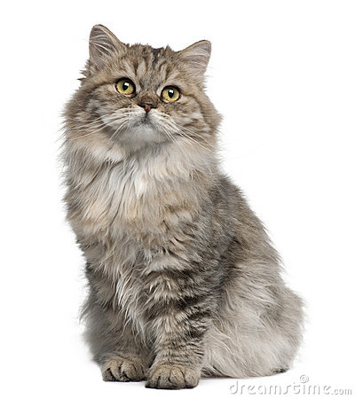 Macam Jenis Kucing | Jenis Jenis Kucing Berdasarkan Ras