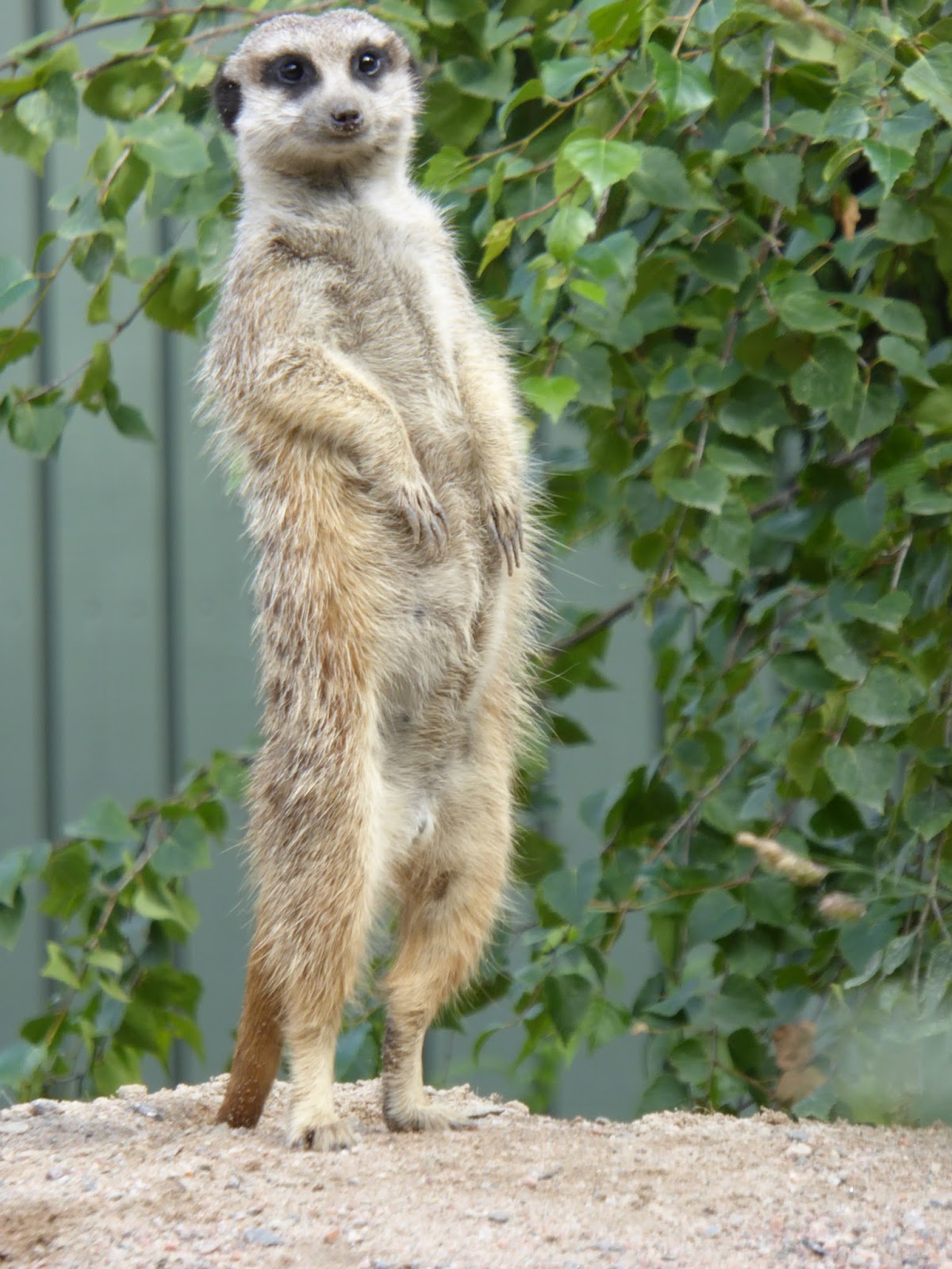 Björnidets blogg: Vakthavande surikat