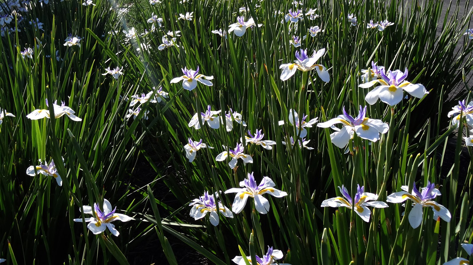 NixPixMix: DIETES - CAPE IRIS