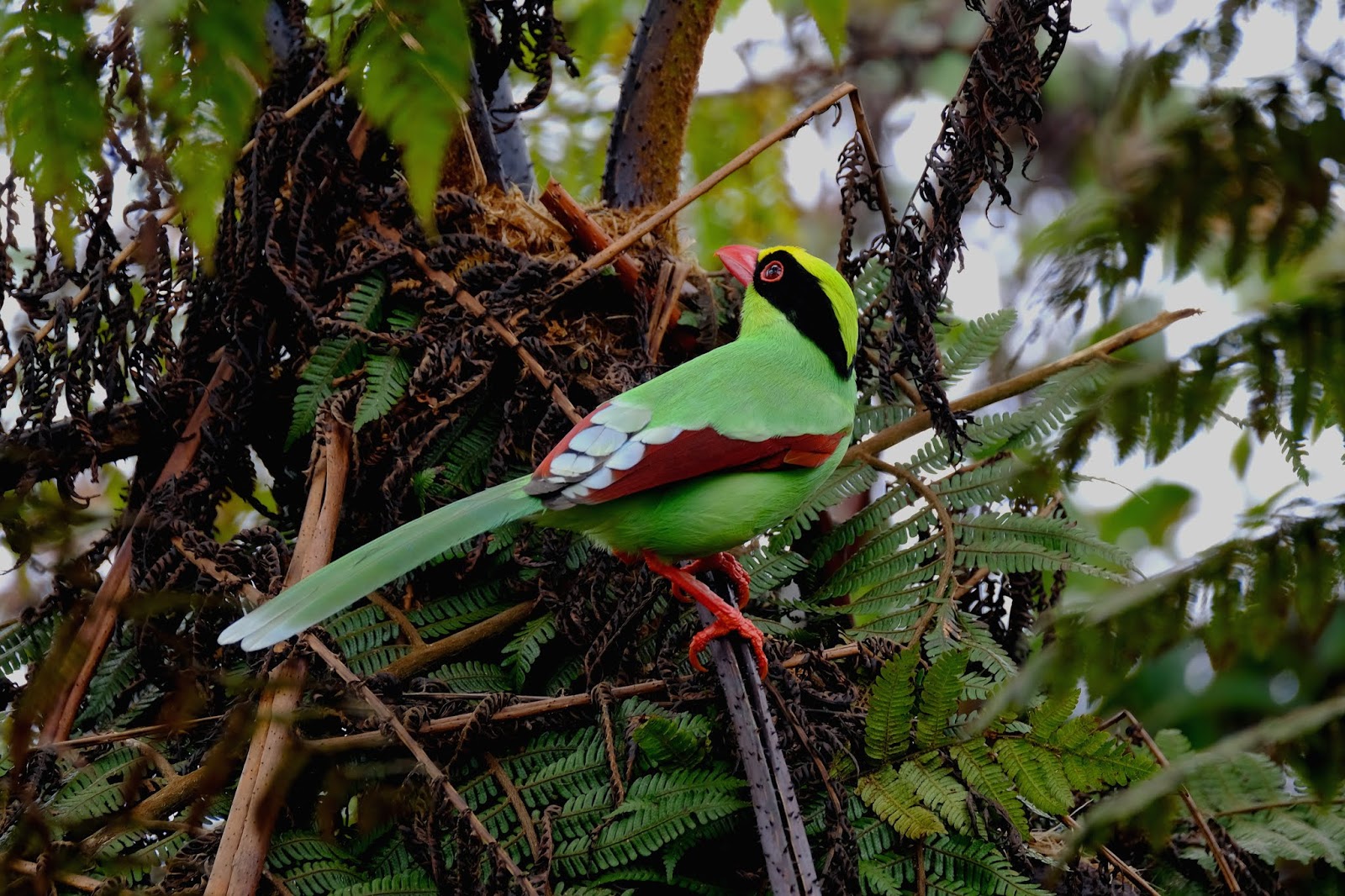 Mike is the name Birding is the game ( Birding in Malaysia - Malaysian ...
