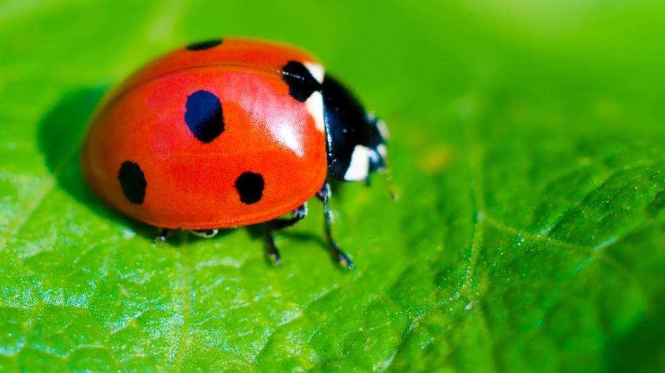 About Animal Ladybug - Animals Point | DaddyFile