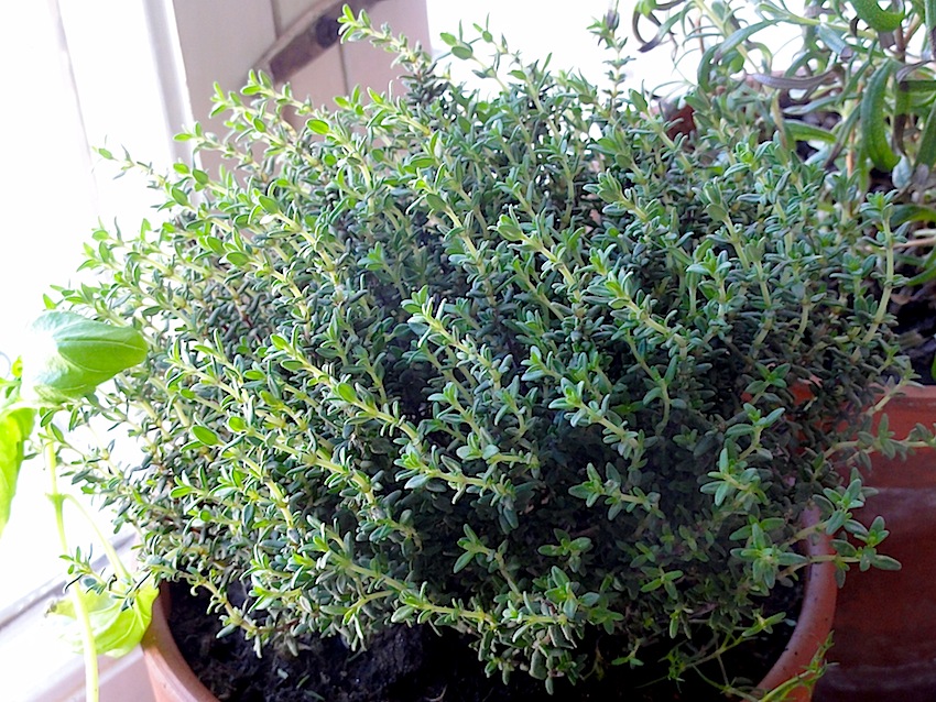 Tää on vielä kesken: Miten kasvi voi tietää?