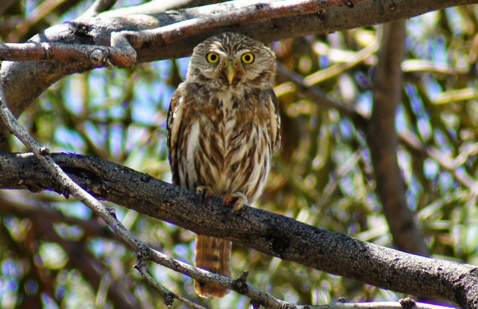 Tommy D's Birding Expeditions: Owling Arizona: 15 Ways to Become Better ...