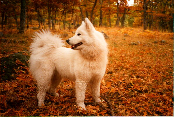 Perros samoyedo - Imagui
