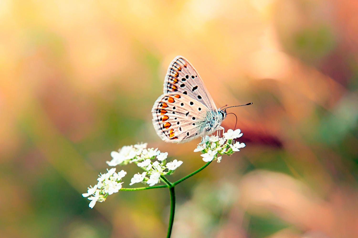 LAS MARIPOSAS DEL RINCON DE ENERI *** - Página 11