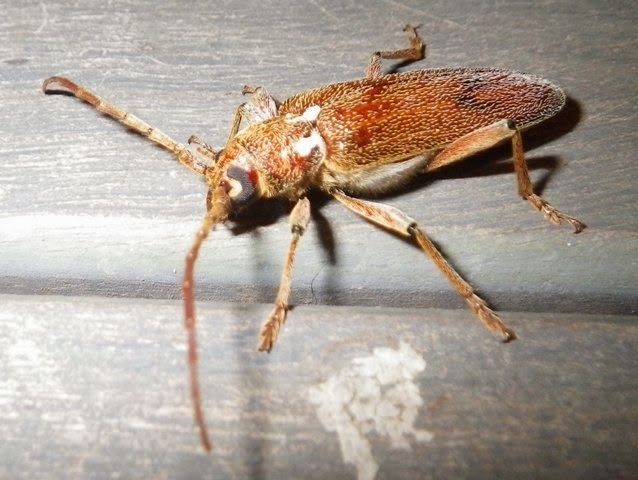 Cate Ellink: Wildlife Wednesday - bugs in Qld